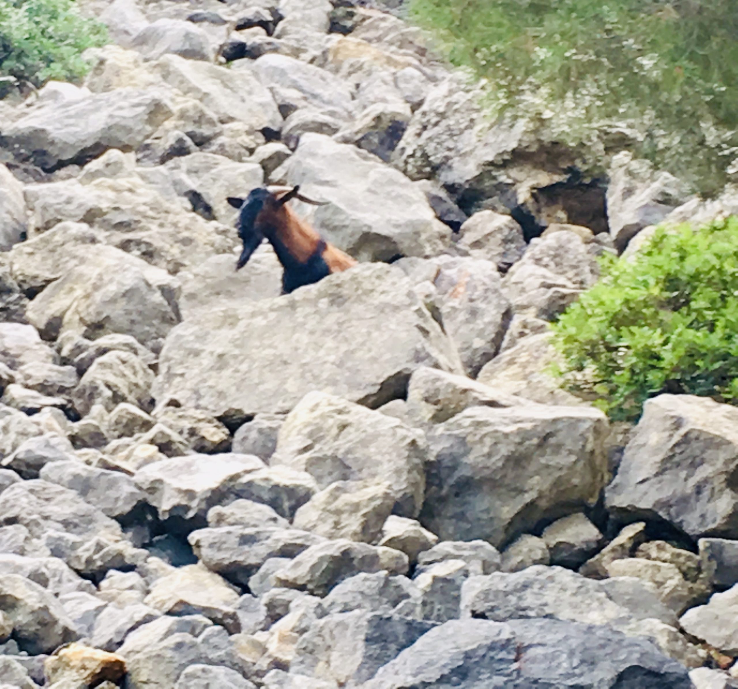 Majorcan Wild Goat - Mallorca Walks